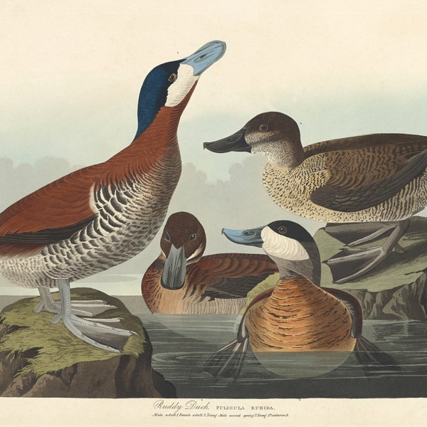 Ruddy Duck Art - Etsy