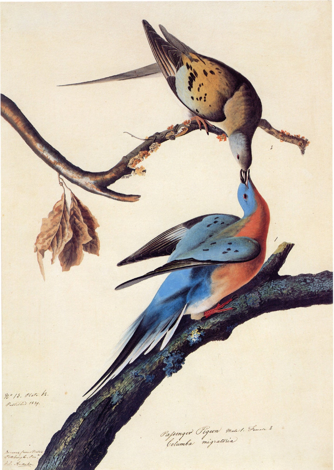 John James Audubon Watercolor Reproductions - Passenger Pigeon, 1829 ...