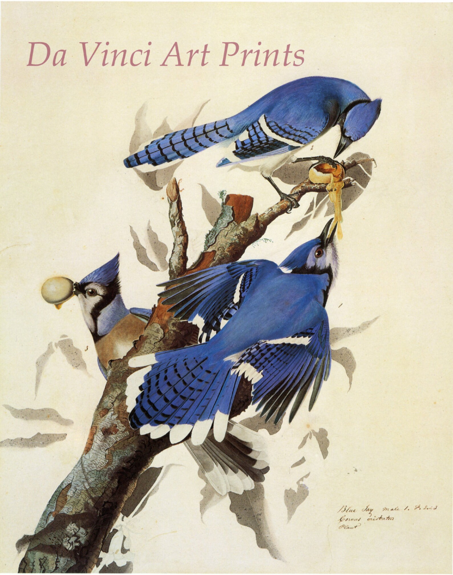 John James Audubon Watercolor Reproductions - Blue Jay, 1829. Fine Art ...