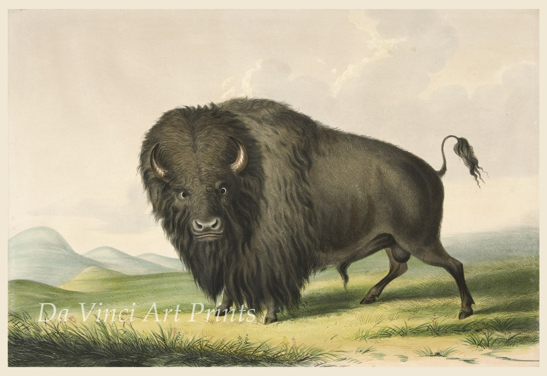 George Catlin: the Indian Gallery, Buffalo, C. 1840 - Fine Art Print ...