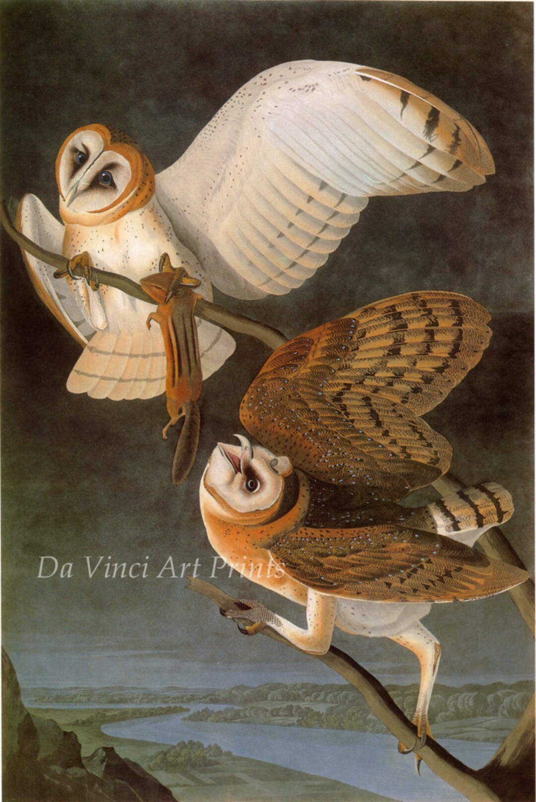 John James Audubon Reproductions - Birds of America, Barn Owl, 1827 ...