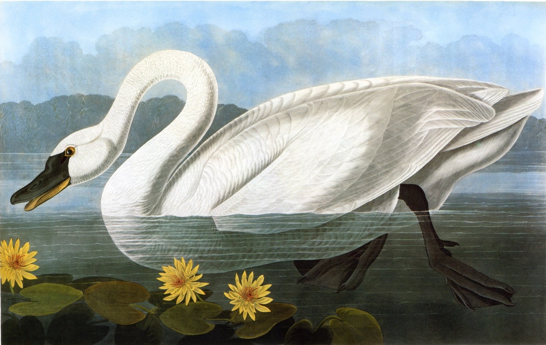 John James Audubon Reproductions - Birds of America, Whistling Swan ...