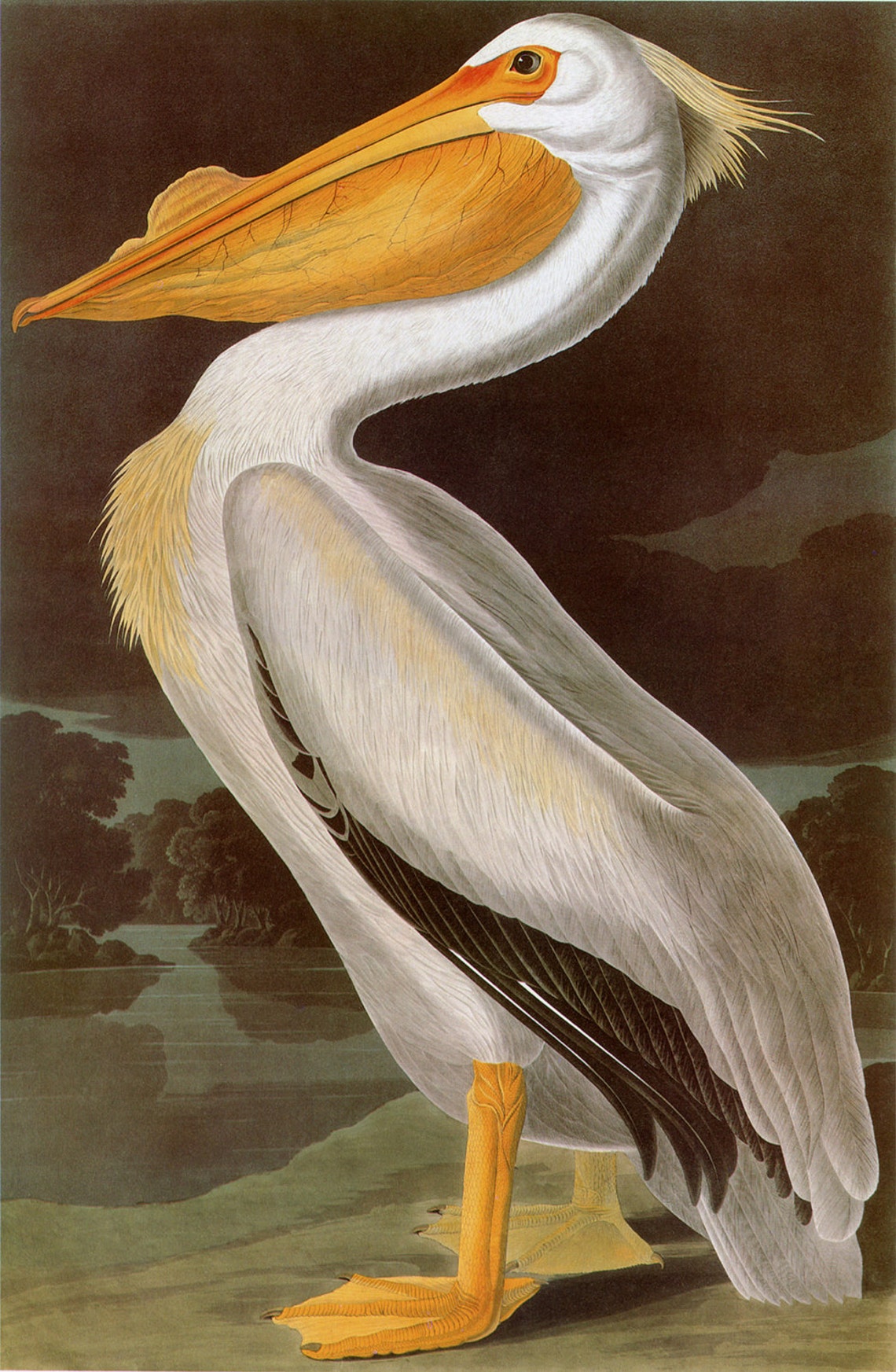 John James Audubon Reproductions - Birds of America, American Pelican ...