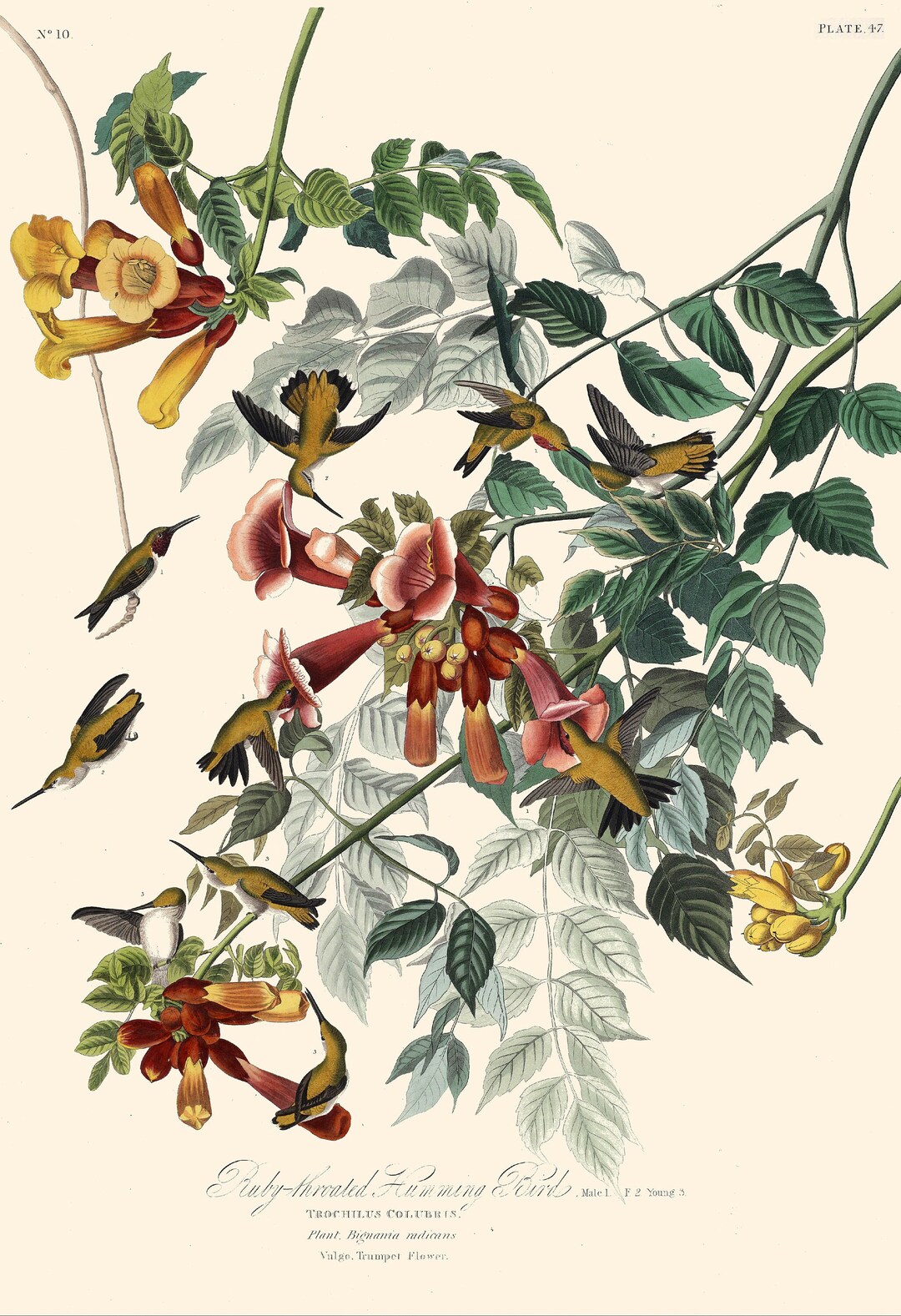 John James Audubon Reproductions - Birds of America, Ruby Throated ...