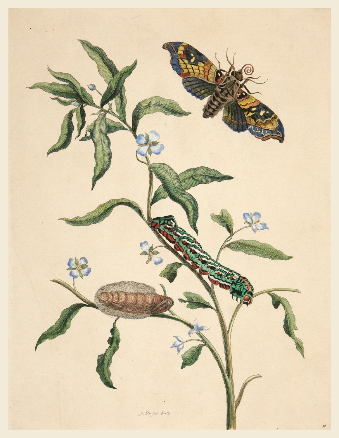 European Master Print and Drawing Reproductions: Plate 39 From ...