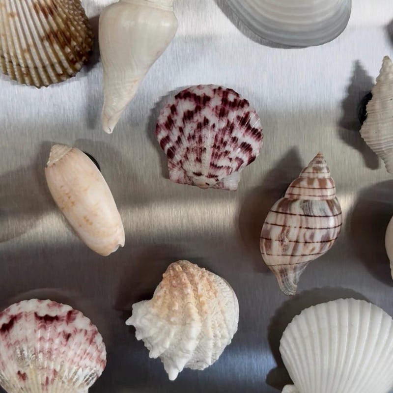 Custom Seashell Magnet - Etsy