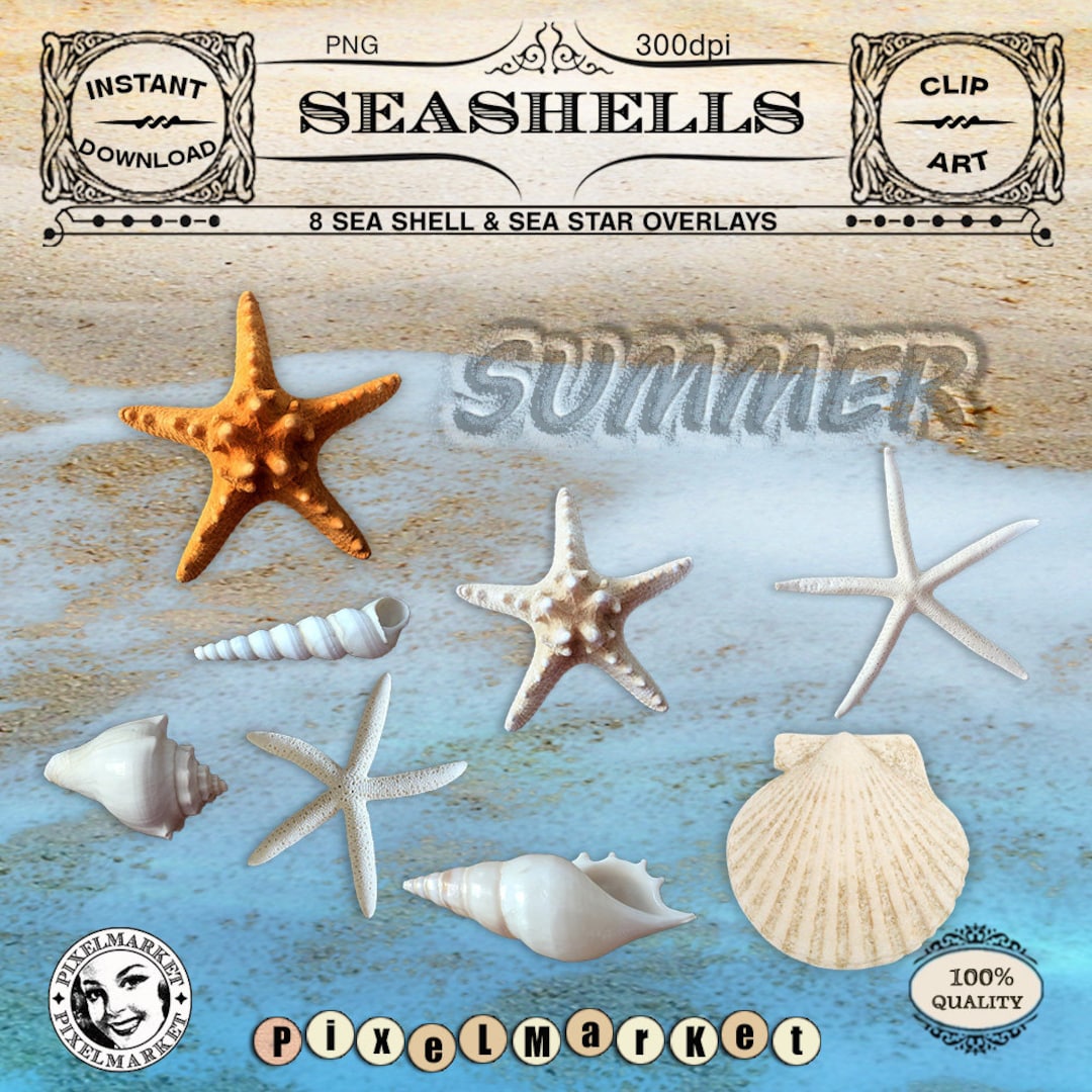 Seashell CLIPARTS Starfish OVERLAYS Realistic Sea Star Transparent ...