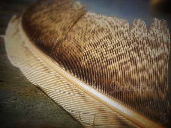 Scanned Feather Photography