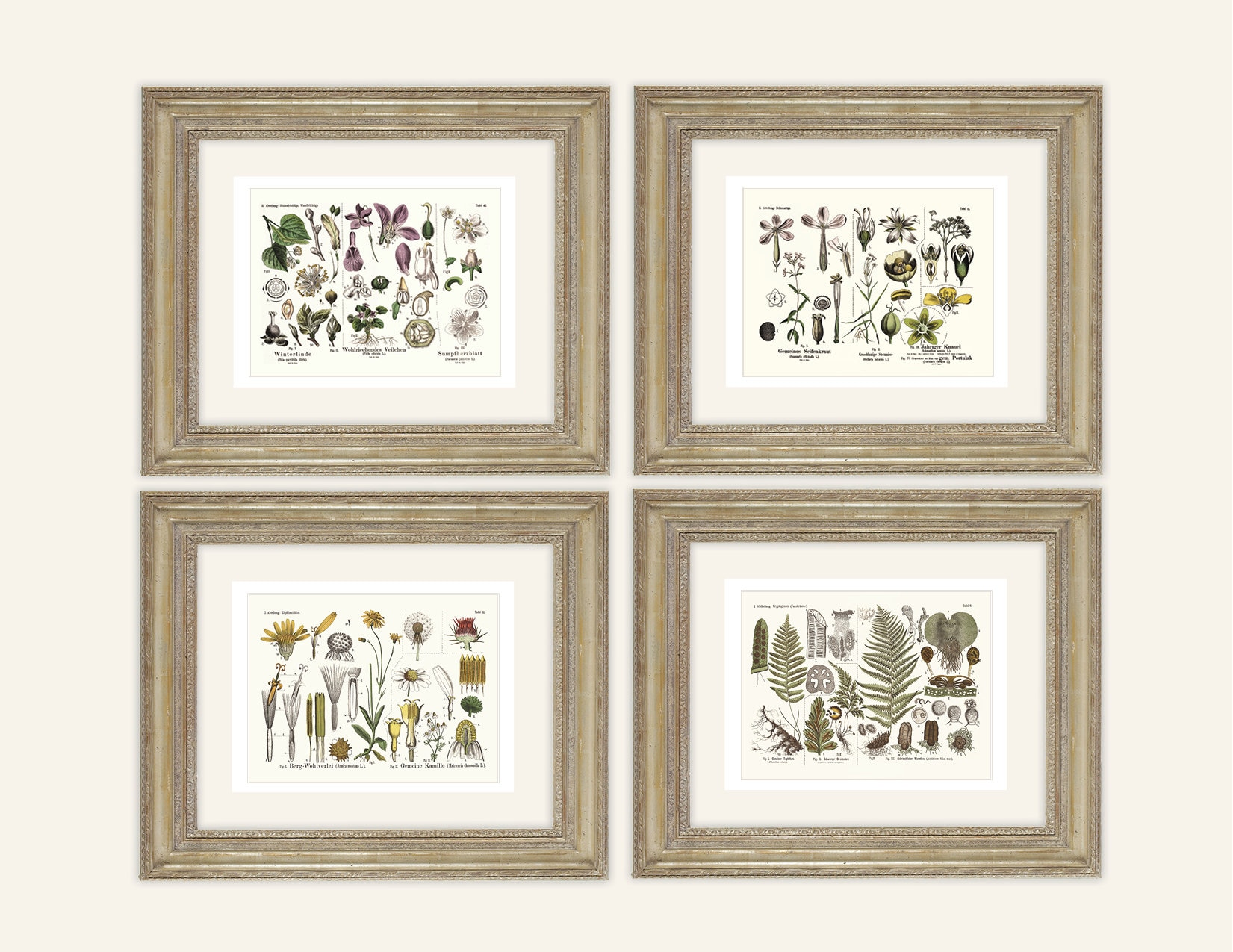 4 Print Set of Botanical Educational Chart Naturalist Study Archival ...