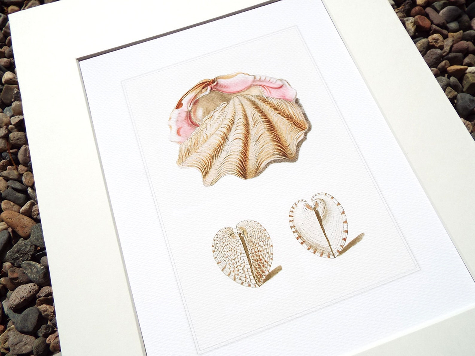 Dusty Pink & White Clam and Heart Sea Shell Study 11 Archival | Etsy