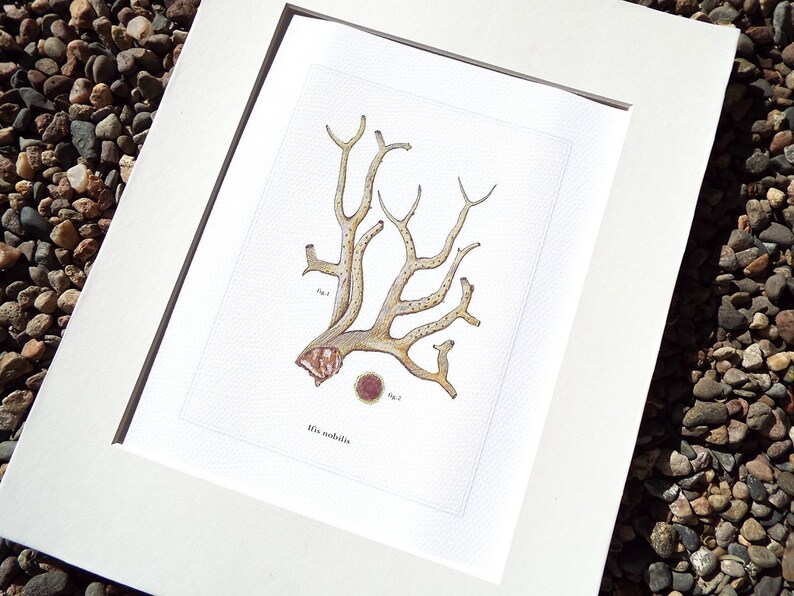 Neutral Sea Coral Print 8 Naturalist Collection on Watercolor | Etsy