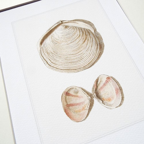 Dusty Pink Scallop Shell Study 1 Archival Print on Watercolor - Etsy
