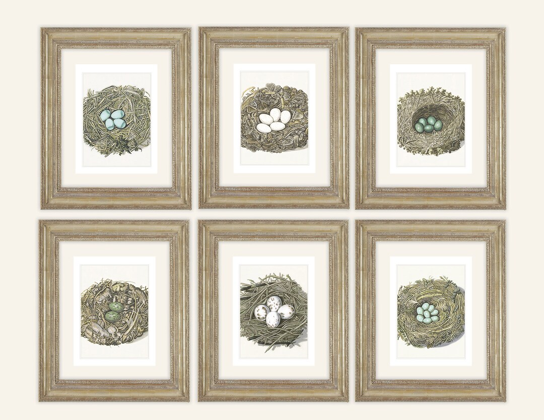 6 Set of Large Bird Nest and Egg Archival Quality Prints on Watercolor ...