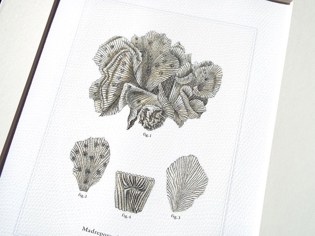 Neutral Sea Coral Print 5 Naturalist Collection on Watercolor Paper - Etsy