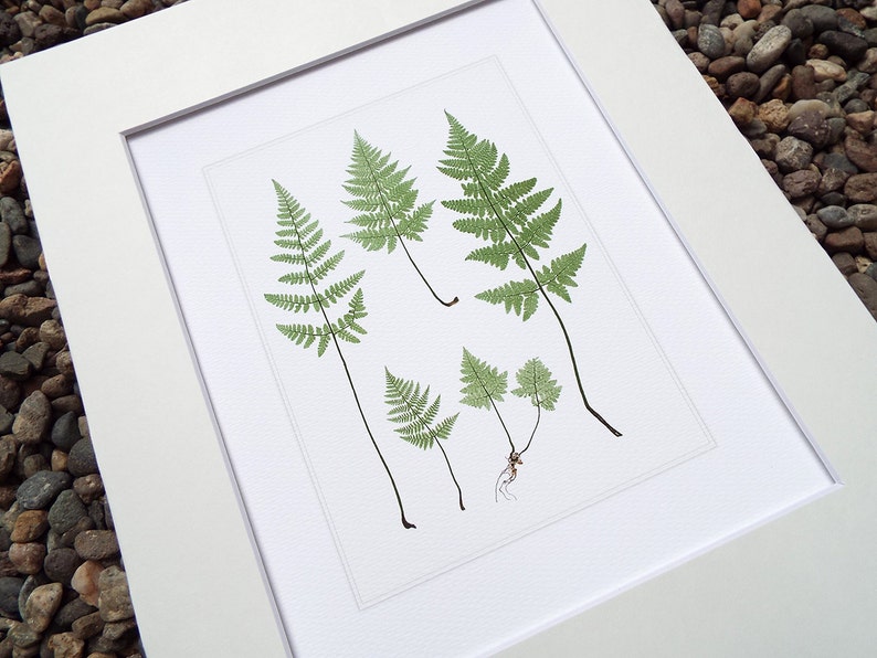 Botanical Fern Print 12 on Watercolor Archival Paper - Etsy