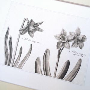Set of 6 Daffodil Botanical Drawings in Sepia Archival Prints on ...