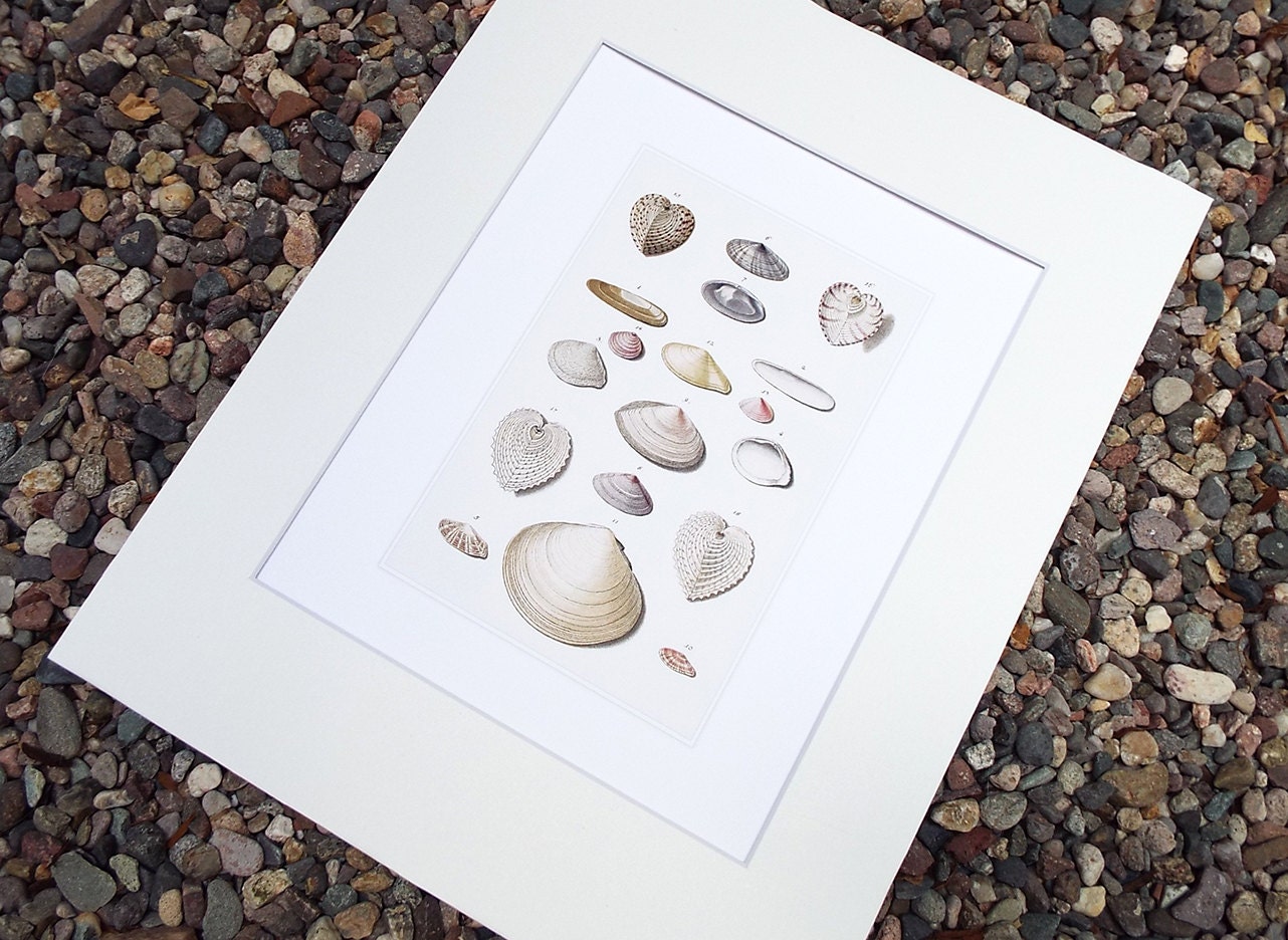 Sea Shell Collection 1 in Pale Pink Taupe & Ivory Naturalist | Etsy