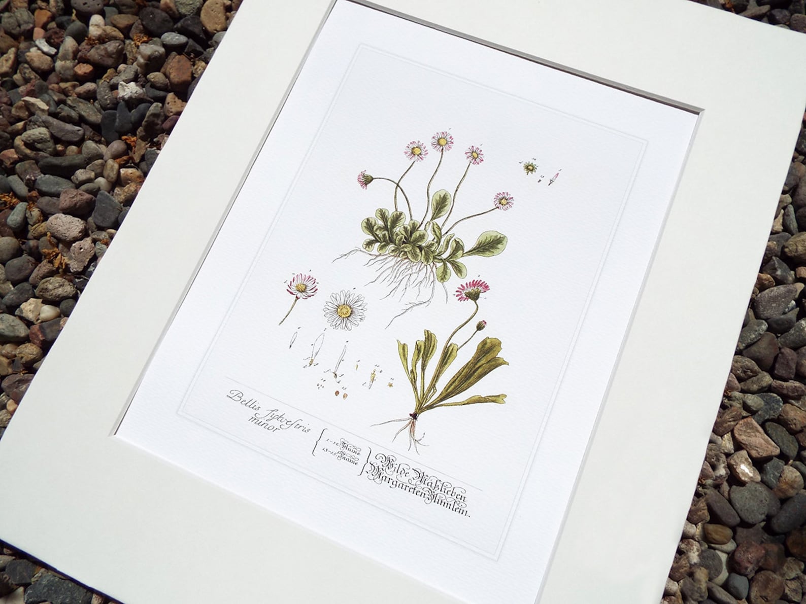 Daisy Herb Botanical Illustration Archival Print on Watercolor Paper - Etsy