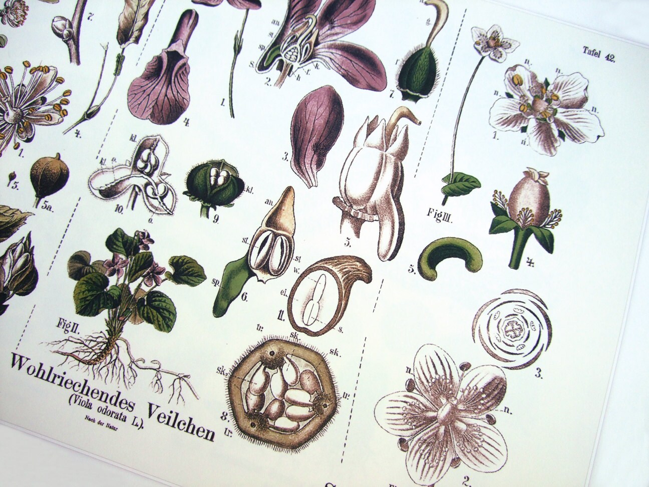Botanical Educational Chart of Violet and Linden Archival - Etsy