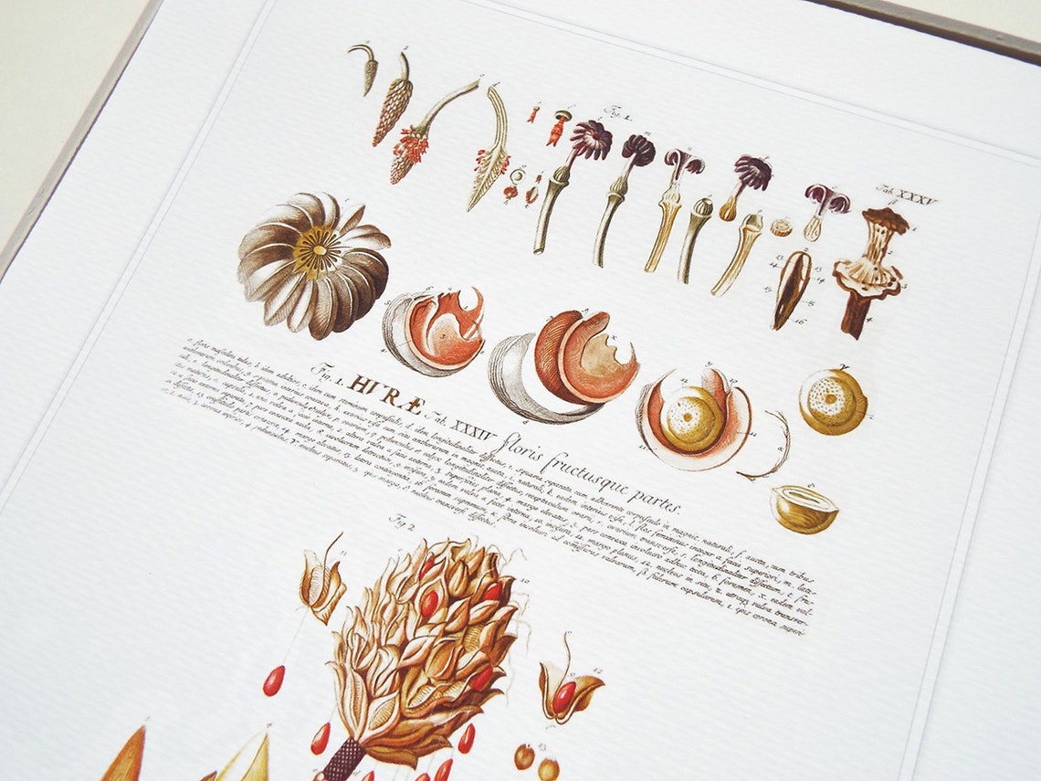 Magnolia Flower Seed Chart Botanical Illustration Archival - Etsy