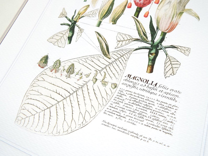 Magnolia Flower With Pink Seed Chart Botanical Illustration | Etsy