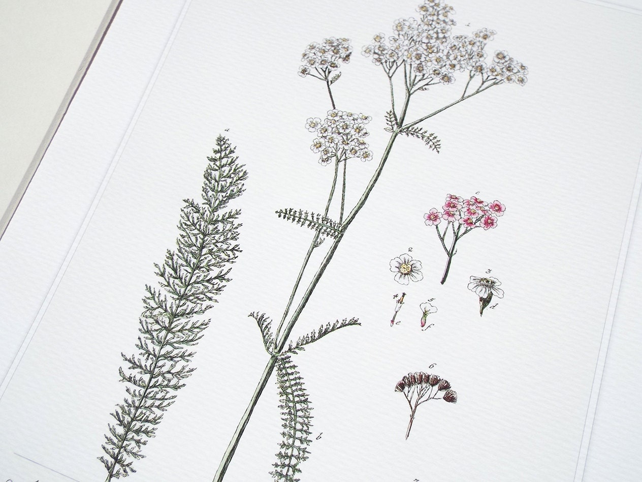 Yarrow Botanical Drawing
