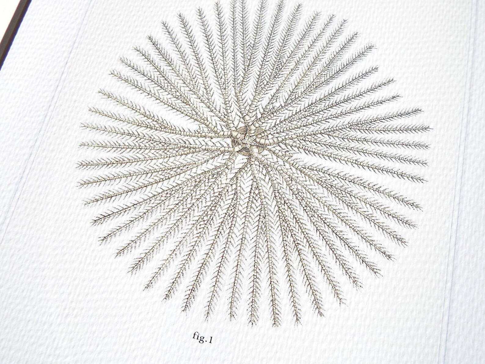 Neutral Sea Coral Print 3 Naturalist Collection on Watercolor Paper - Etsy