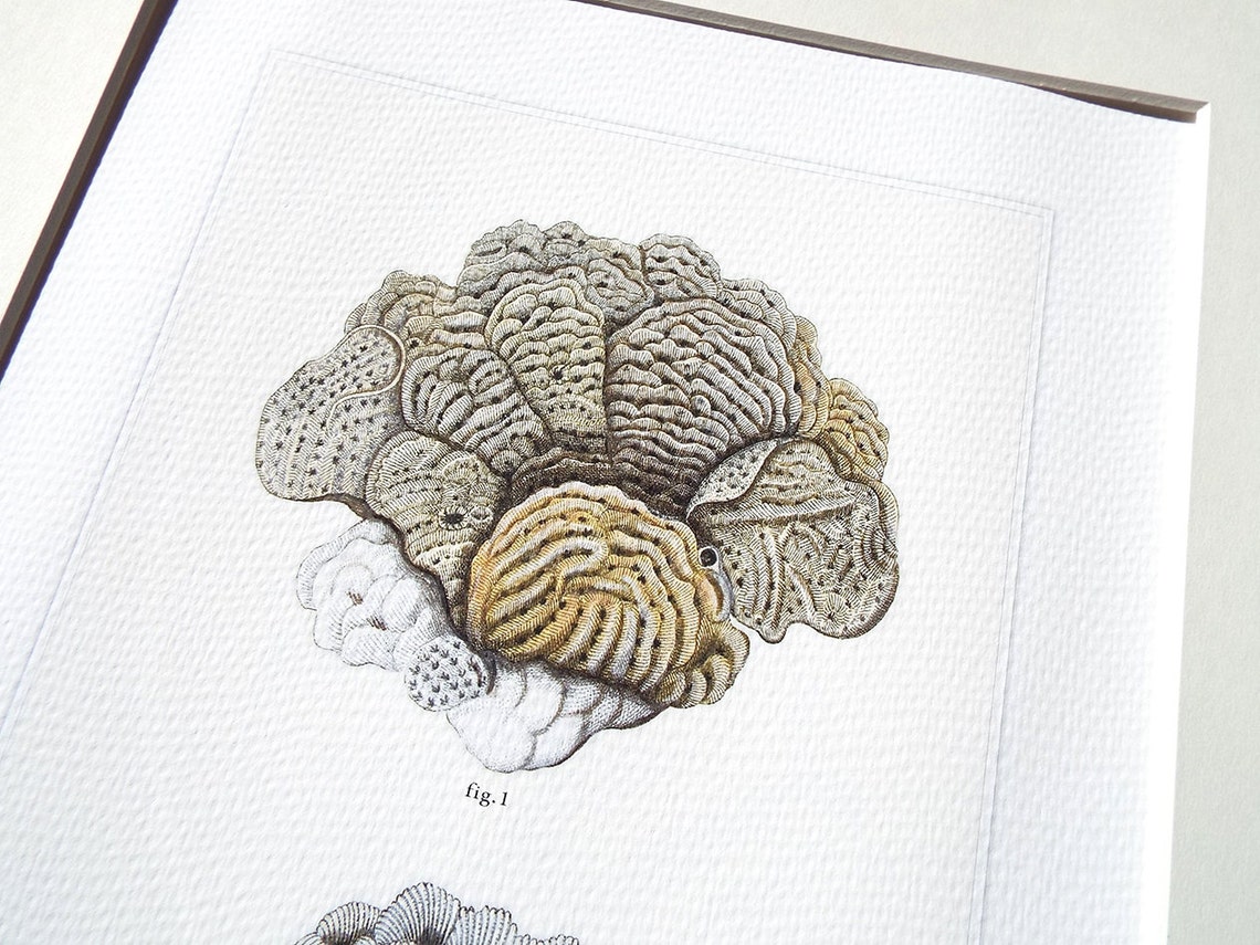 Neutral Sea Coral Print 7 Naturalist Collection on Watercolor Paper - Etsy