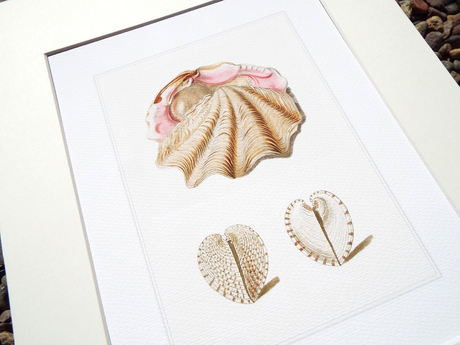 Dusty Pink & White Clam and Heart Sea Shell Study 11 Archival | Etsy