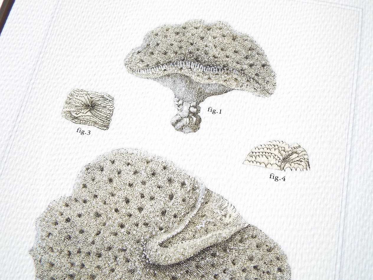 Neutral Sea Coral Print 1 Naturalist Collection on Watercolor Paper - Etsy