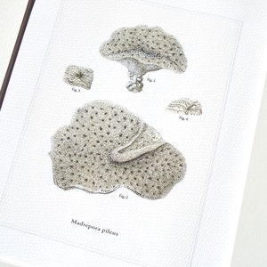 Neutral Sea Coral Print 1 Naturalist Collection on Watercolor Paper - Etsy