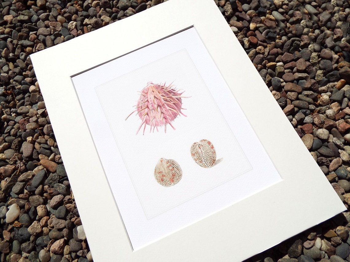 Dusty Pink Spike Clam Sea Shell Study 12 Archival Print on - Etsy