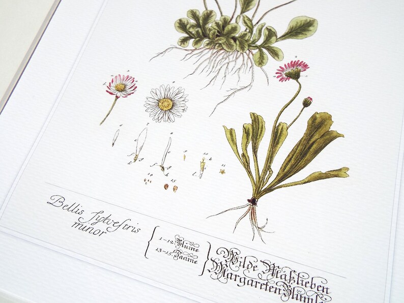 Daisy Herb Botanical Illustration Archival Print on Watercolor - Etsy