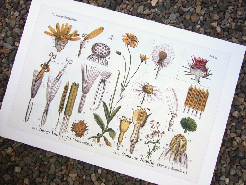 4 Print Set of Botanical Educational Chart Naturalist Study Archival ...