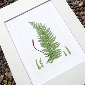 Botanical Fern Print 8 on Watercolor Archival Paper - Etsy