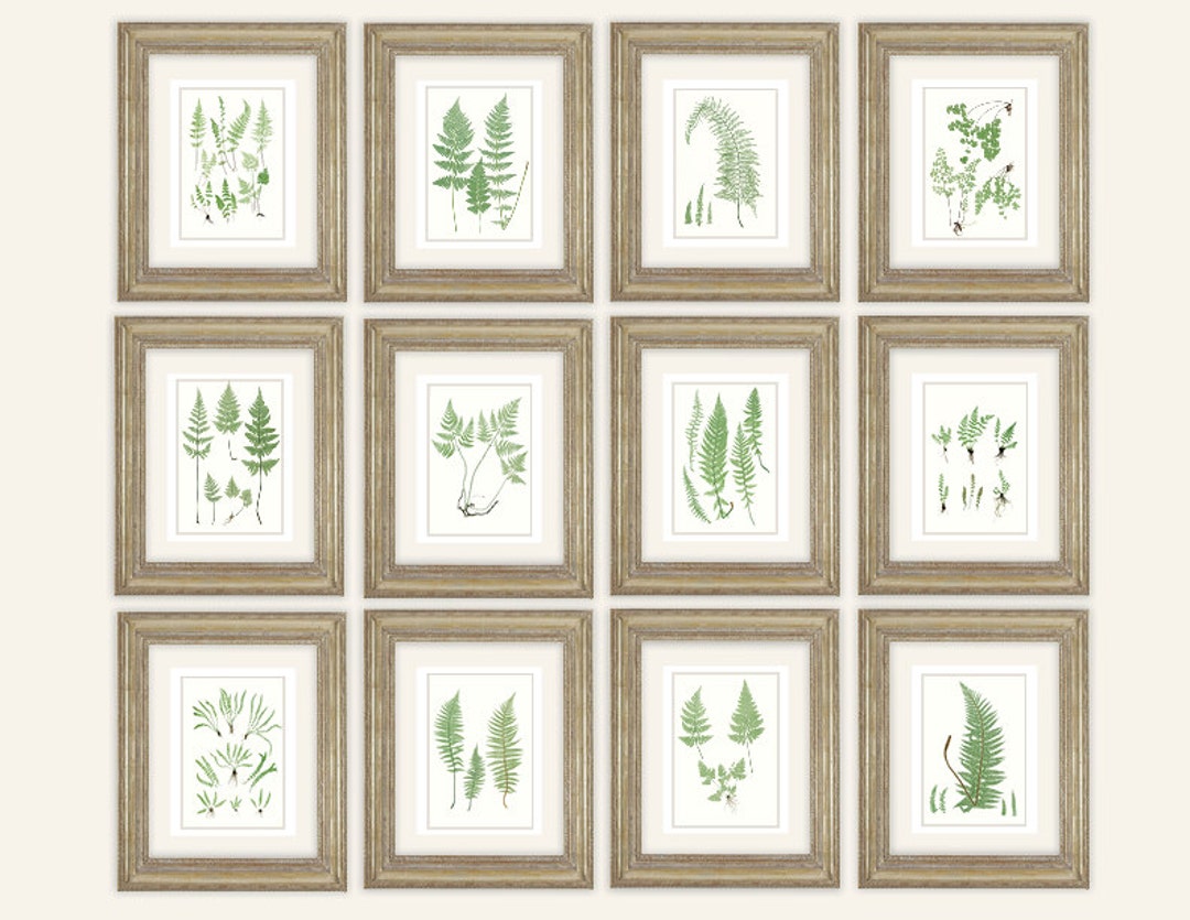 Set of 12 Fern Botanical Prints in Spring Greens Archival Print on ...