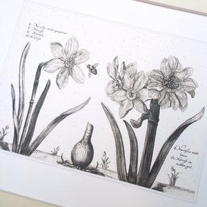 Set of 6 Daffodil Botanical Drawings in Sepia Archival Prints on ...