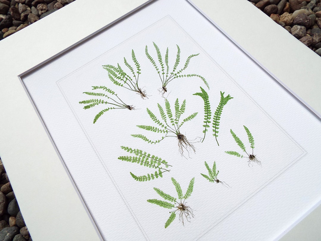 Botanical Fern Print 1 on Watercolor Archival Paper - Etsy