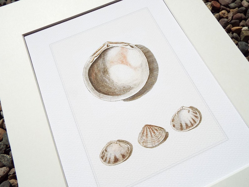 Dusty Pink & White Sea Shell Study 5 Archival Print on - Etsy