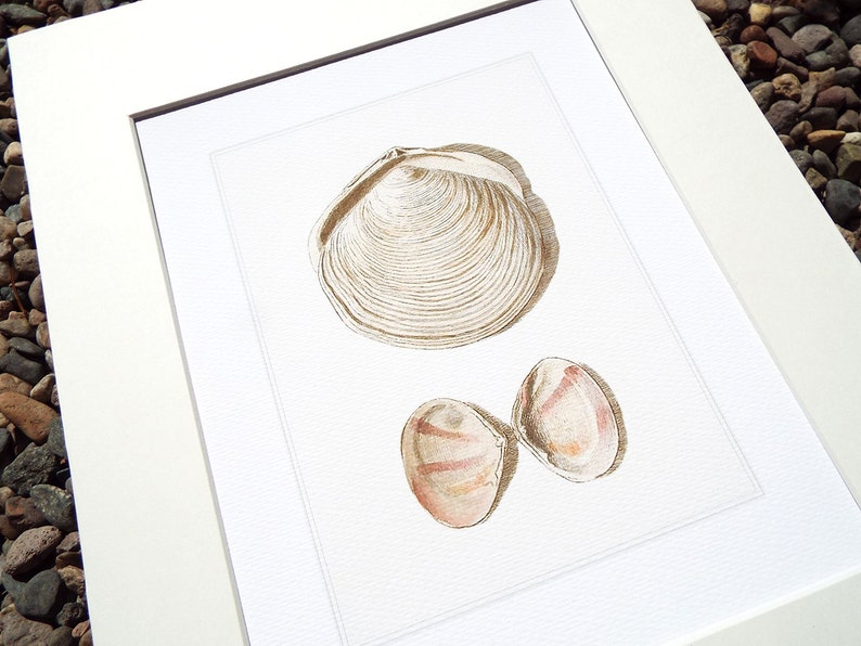 Dusty Pink & White Sea Shell Study 6 Archival Print on | Etsy