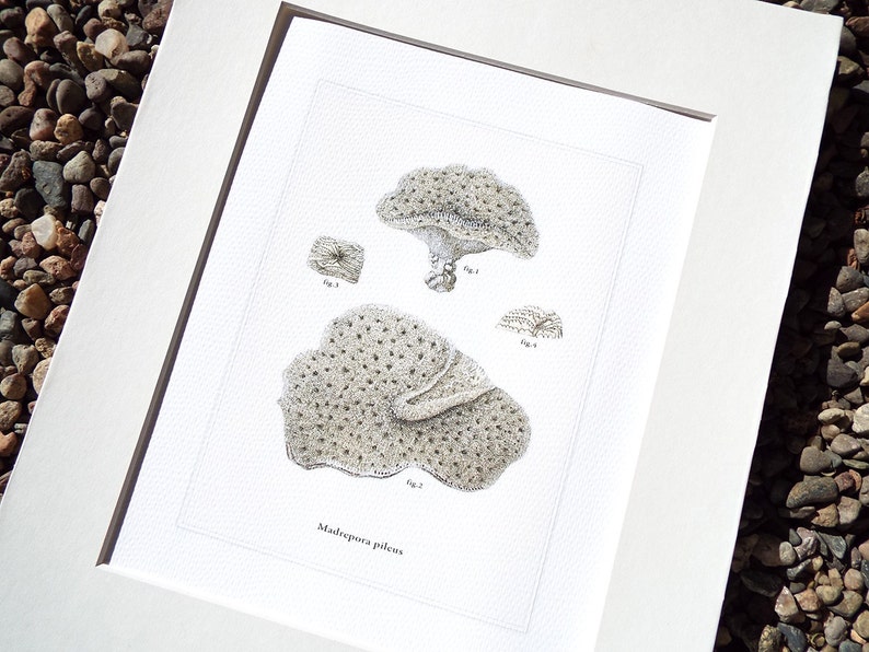 Neutral Sea Coral Print 1 Naturalist Collection on Watercolor Paper - Etsy