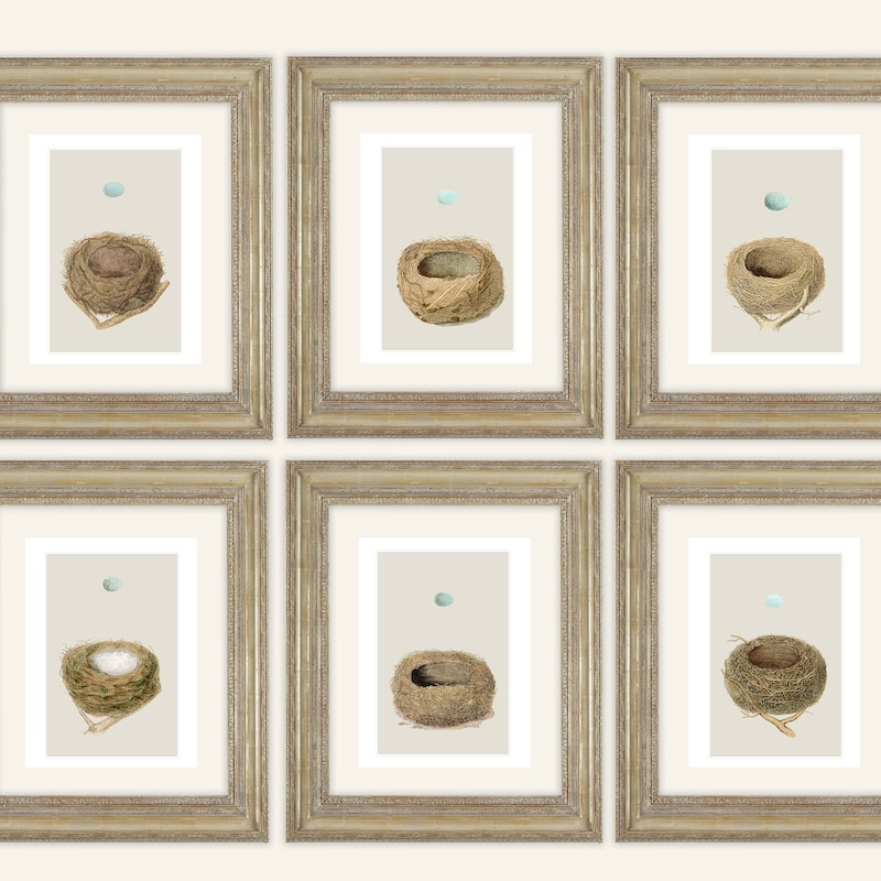 Antique Drawing Bird Nest - Etsy