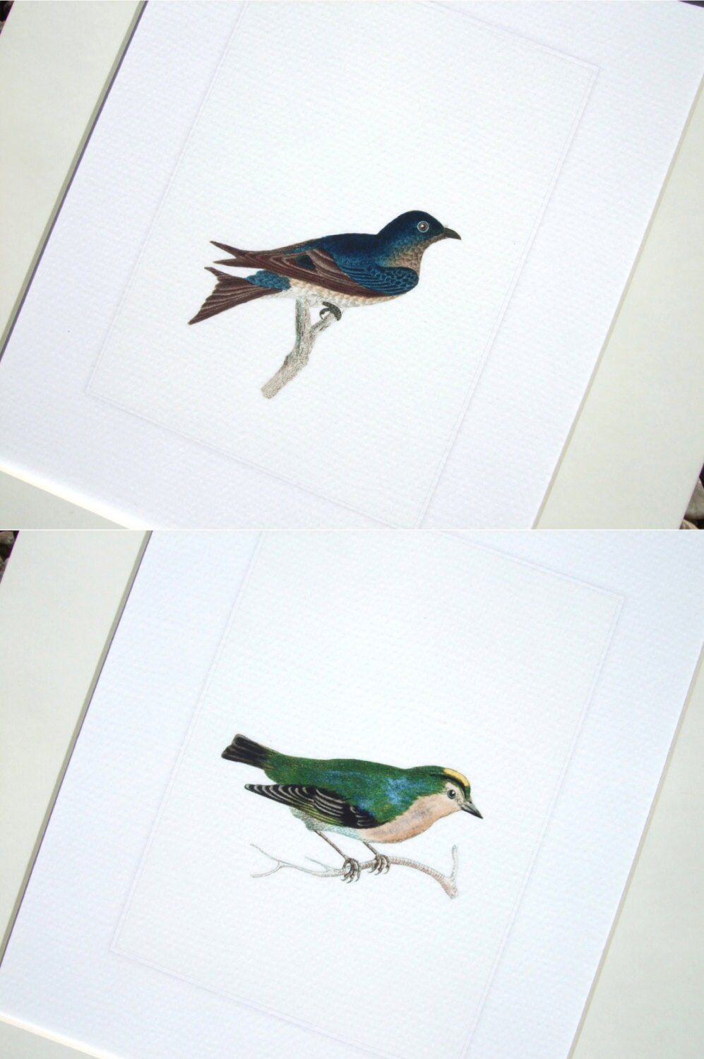 6 Set of Indigo & Emerald Birds Naturalist Drawing Archival Quality ...