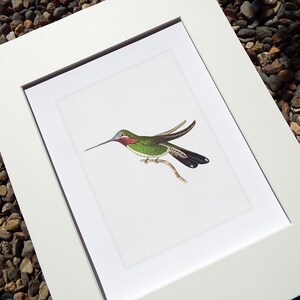Hummingbird 5 in Emerald Green, Fuchsia & Navy Naturalist Drawing ...