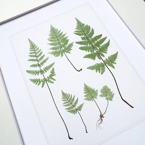 Set of 12 Fern Botanical Prints in Spring Greens Archival Print on ...