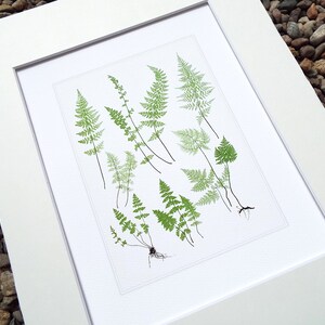 Botanical Fern Print 3 on Watercolor Archival Paper - Etsy