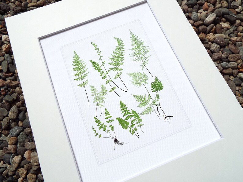 Botanical Fern Print 3 on Watercolor Archival Paper - Etsy