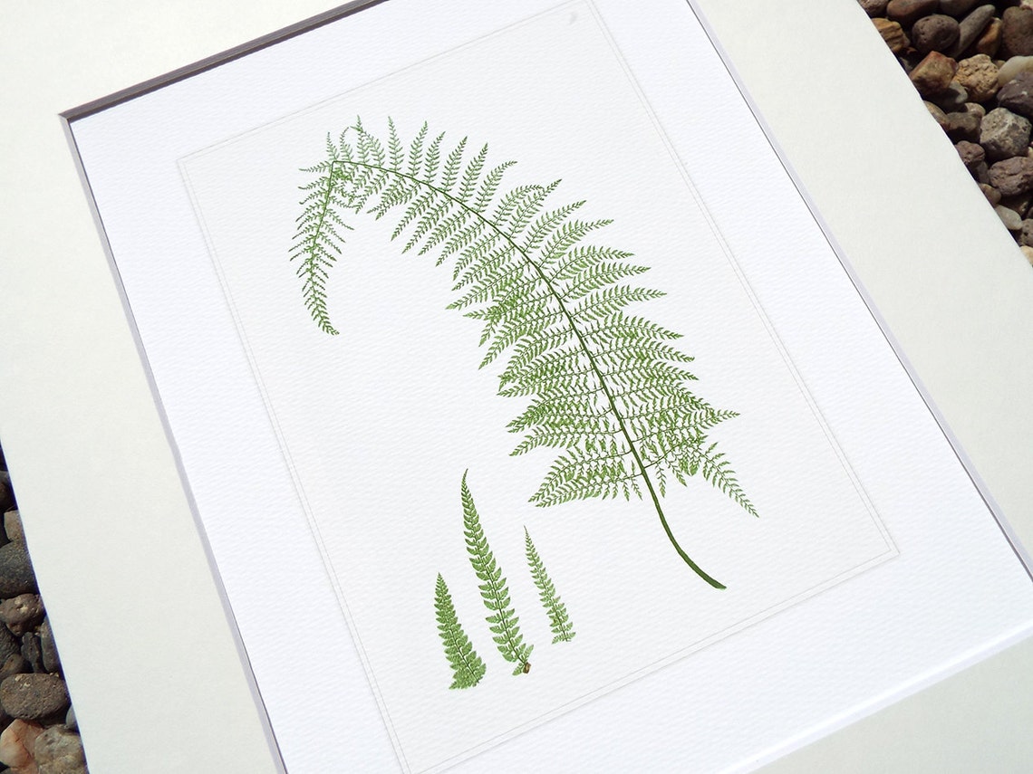Botanical Fern Print 11 on Watercolor Archival Paper - Etsy