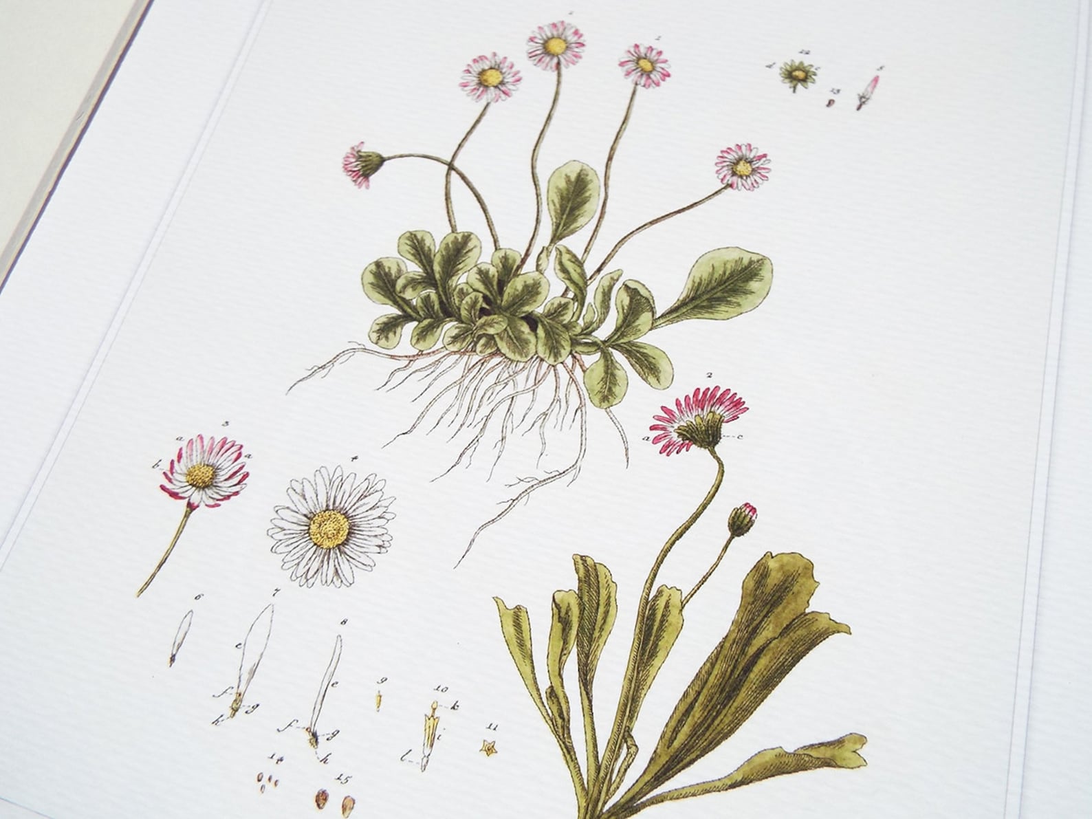 Daisy Herb Botanical Illustration Archival Print on Watercolor - Etsy
