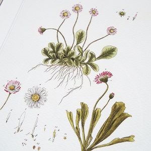 Daisy Herb Botanical Illustration Archival Print on Watercolor Paper - Etsy